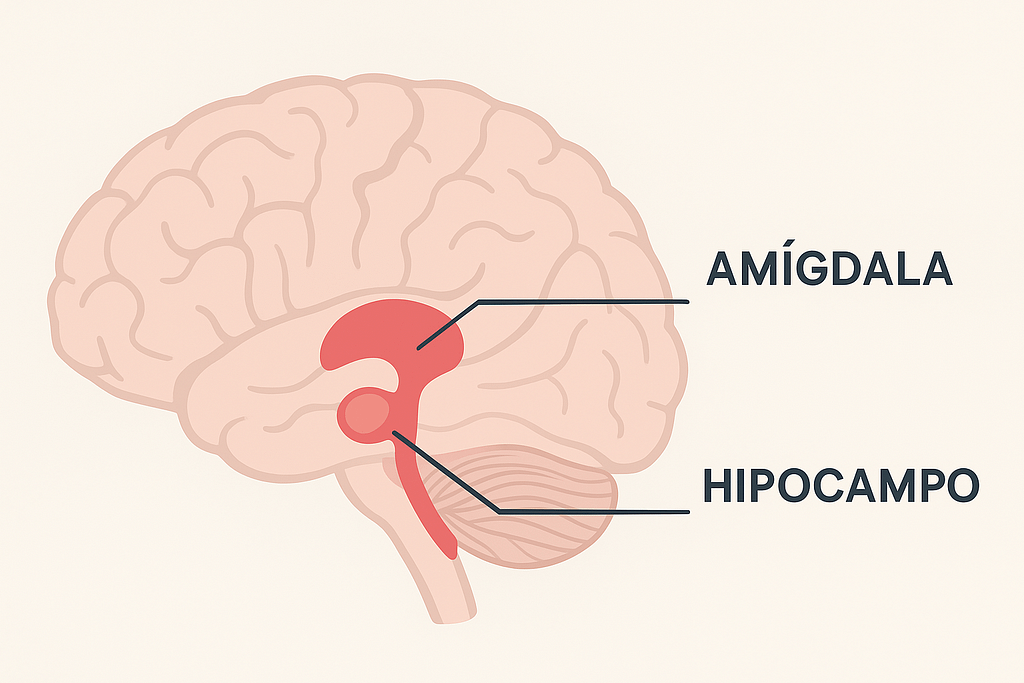 Amígdala Cerebral: O Centro do Medo e Ansiedade – Papel no Estresse ...